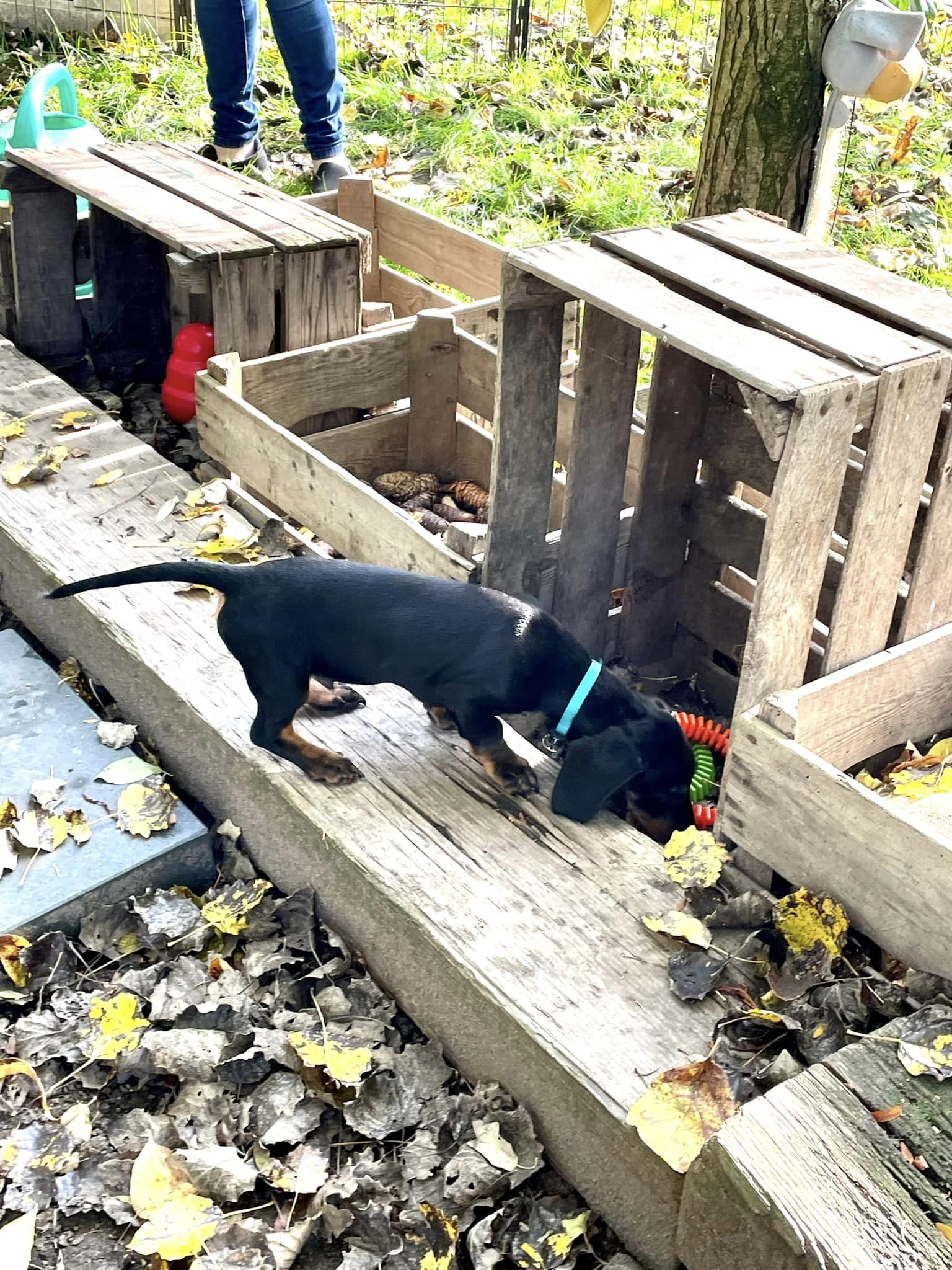 Tarieven – Hondenuitdaagservice | Voldane Hond